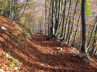 Potepanja v naravi: Planina Vogar